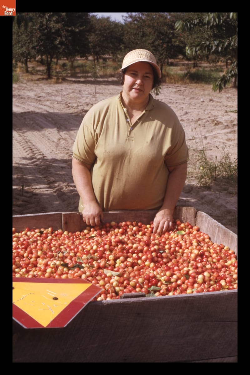 Dorothy Gee Standing by a Crate Loaded with Cherries, 1973